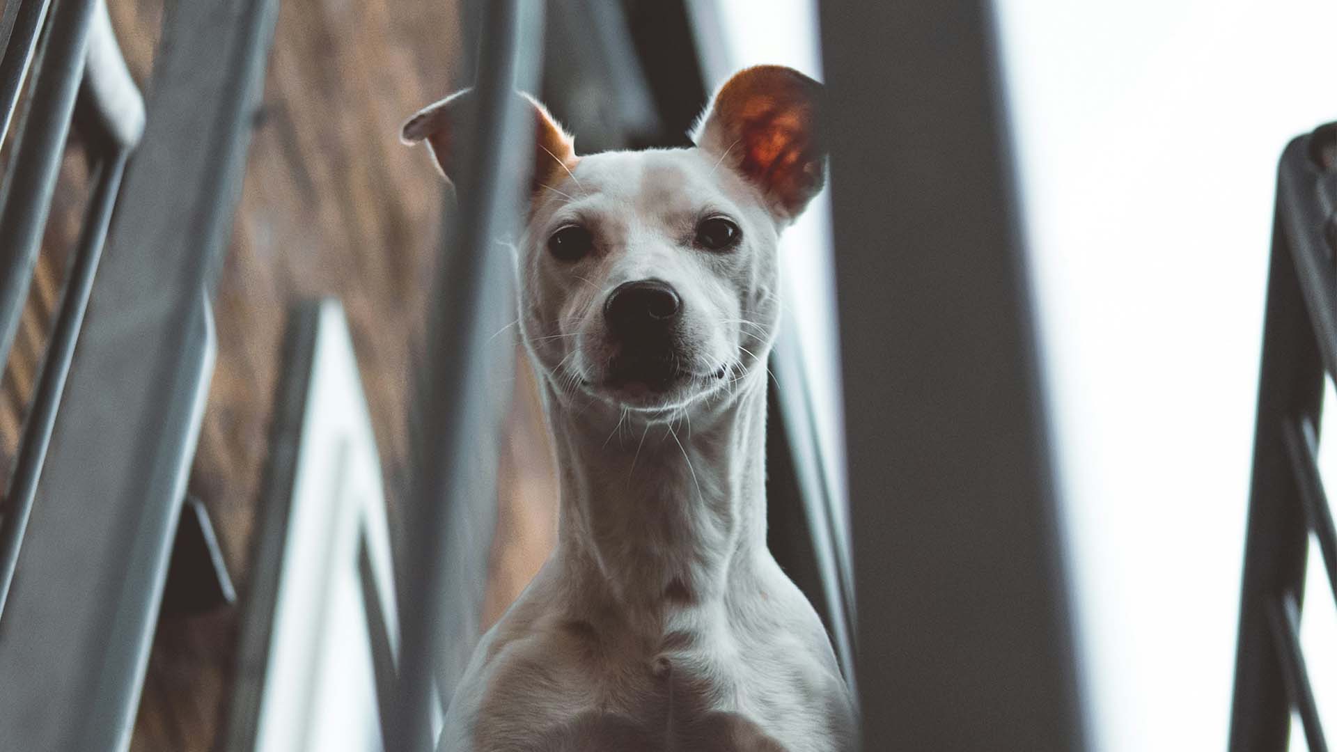 The Dog and His Reflection - Aesop's Fables